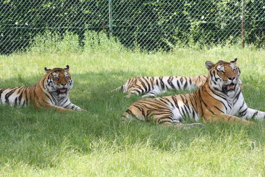 Bengalo Bilder – Durchsuchen 849 Archivfotos, Vektorgrafiken und Videos ...