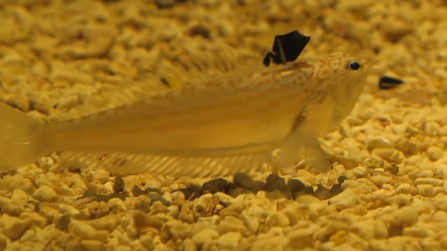 รูปภาพTrachinidae – เลือกดูภาพถ่ายสต็อก เวกเตอร์ และวิดีโอ619 | Adobe Stock