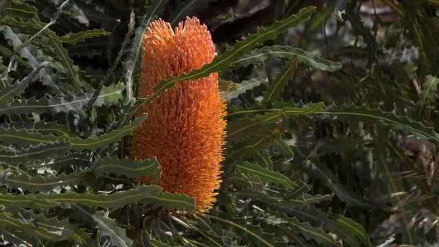 Baskia Bilder – Durchsuchen 22 Archivfotos, Vektorgrafiken und Videos ...