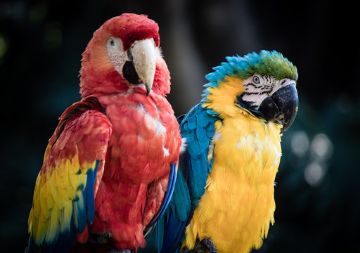 รูปภาพCotorra – เลือกดูภาพถ่ายสต็อก เวกเตอร์ และวิดีโอ4,284 | Adobe Stock