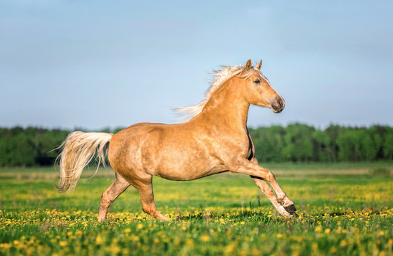 Beautiful Palomino Horses