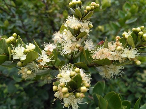 Arrayan Bilder – Durchsuchen 611 Archivfotos, Vektorgrafiken und Videos ...