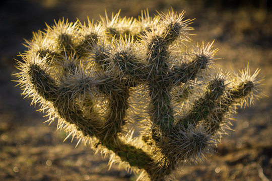 "Jumping Cholla" Bilder – Durchsuchen 1,660 Archivfotos, Vektorgrafiken ...