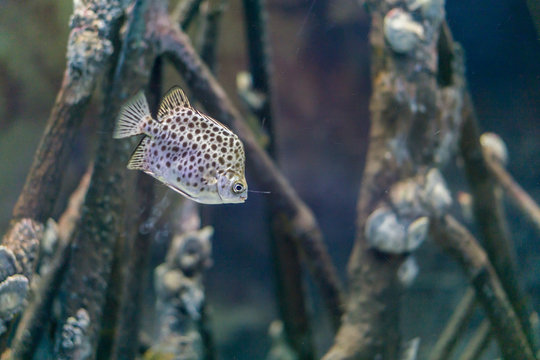 "Spot Fish" Imagens – Procure 534 fotos, vetores e vídeos | Adobe Stock