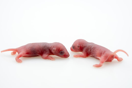 Baby Mouse Images – Browse 128,091 Stock Photos, Vectors, and Video ...