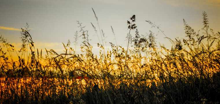 Graspollen Bilder – Durchsuchen 5,326 Archivfotos, Vektorgrafiken und ...