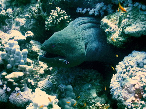 Murena Images – Browse 437 Stock Photos, Vectors, and Video | Adobe Stock