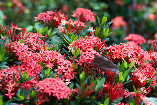 Afbeeldingen over Santan – Blader in stockfoto's, vectoren en video's ...