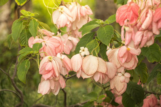 รูปภาพSirikit – เลือกดูภาพถ่ายสต็อก เวกเตอร์ และวิดีโอ1,065 | Adobe Stock