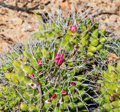 รูปภาพKakteensorten – เลือกดูภาพถ่ายสต็อก เวกเตอร์ และวิดีโอ8 | Adobe Stock