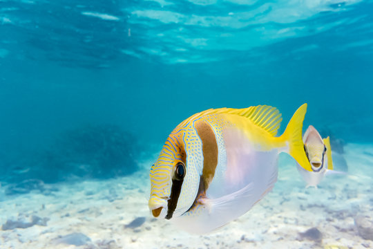 Free Wo Images – Browse 638 Free Stock Photos, Vectors, and Video ...