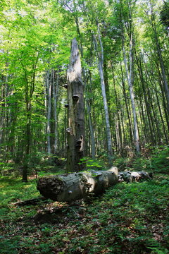 Schamm Bilder – Durchsuchen 9,214 Archivfotos, Vektorgrafiken und ...