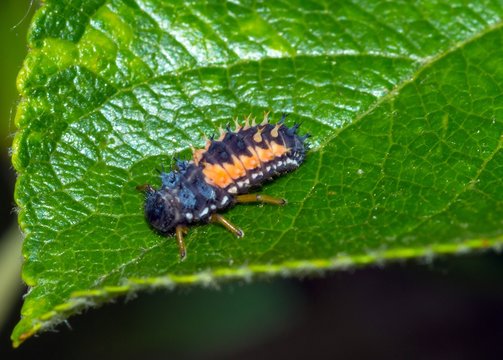 Larwa Images – Browse 691 Stock Photos, Vectors, and Video | Adobe Stock