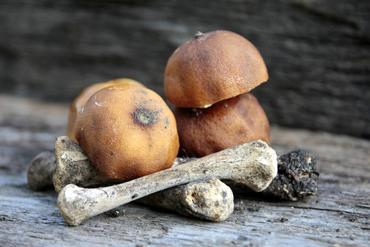 รูปภาพVerwesung – เลือกดูภาพถ่ายสต็อก เวกเตอร์ และวิดีโอ735 | Adobe Stock