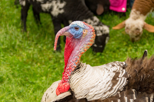 「Turkeu」の写真素材 | 18件の無料イラスト画像 | Adobe Stock