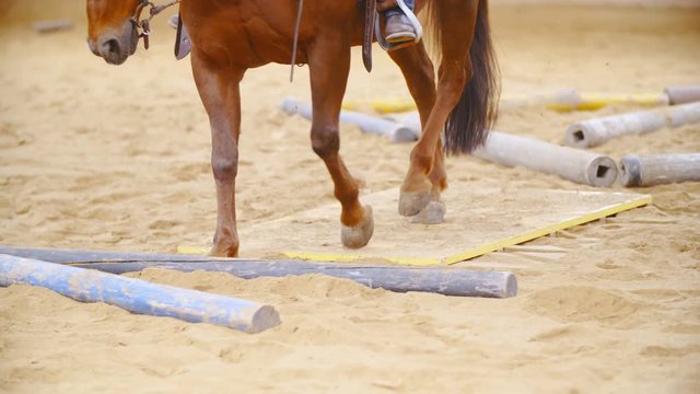 Cavaletti Bilder – Durchsuchen 156 Archivfotos, Vektorgrafiken und ...