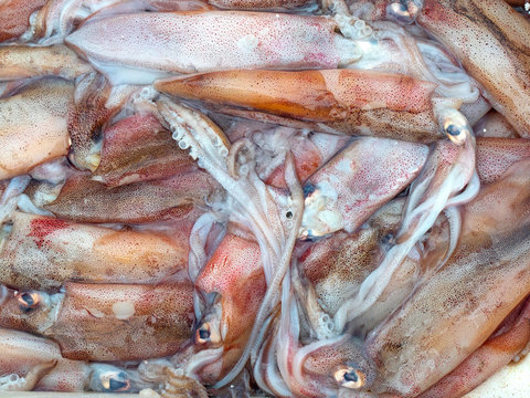 Kalamares Images – Browse 34 Stock Photos, Vectors, and Video | Adobe Stock