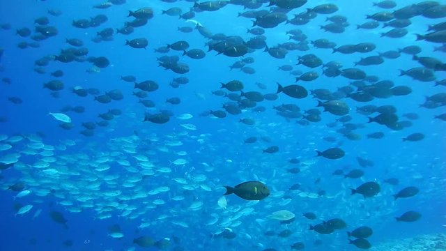 Bayad Images – Browse 160 Stock Photos, Vectors, and Video | Adobe Stock