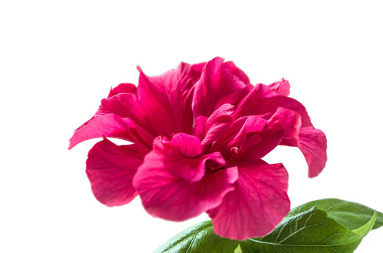 Freigestellte Bilder – Durchsuchen 6,443 Archivfotos, Vektorgrafiken ...