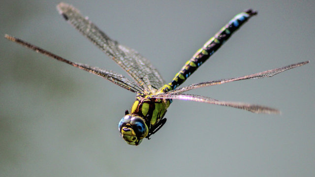 Raubspinne Bilder – Durchsuchen 1,716 Archivfotos, Vektorgrafiken und ...
