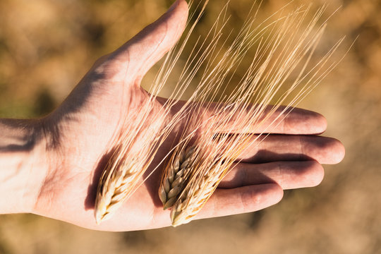 Imágenes de "Spiga Di Grano": descubre bancos de fotos, ilustraciones ...
