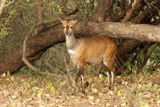รูปภาพBushbuck – เลือกดูภาพถ่ายสต็อก เวกเตอร์ และวิดีโอ998 | Adobe Stock