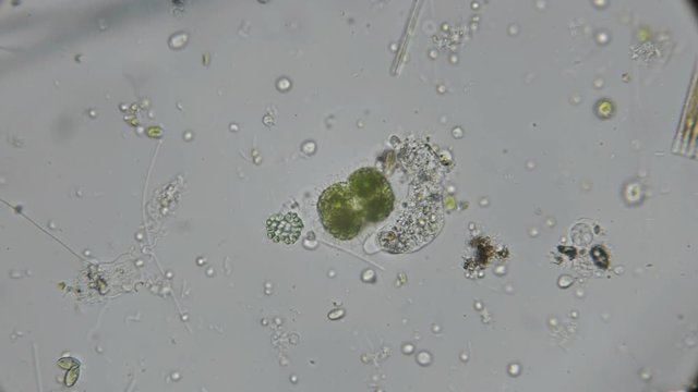 Water Under Microscope