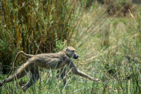 Imagens de Simiiformes – Explore Fotografias do Stock, Vetores e Vídeos de 37,660 | Adobe Stock