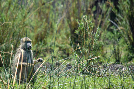 รูปภาพSimiiformes – เลือกดูภาพถ่ายสต็อก เวกเตอร์ และวิดีโอ37,788 ...