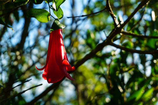 รูปภาพCopihue – เลือกดูภาพถ่ายสต็อก เวกเตอร์ และวิดีโอ250 | Adobe Stock
