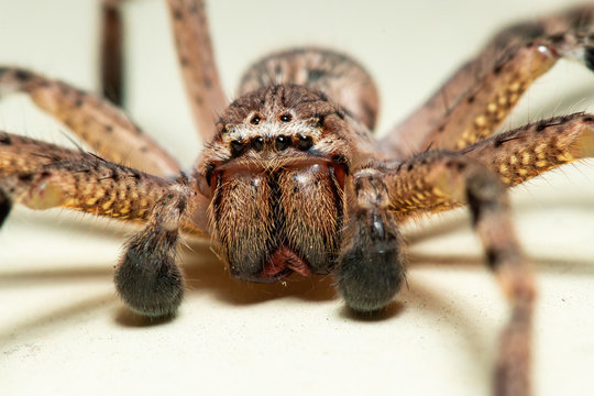 "Australian Spider" Images – Browse 60 Stock Photos, Vectors, and Video ...