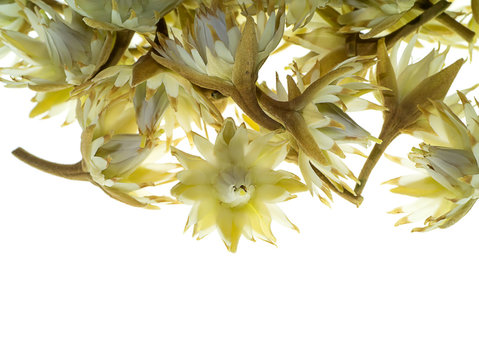 รูปภาพBokul – เลือกดูภาพถ่ายสต็อก เวกเตอร์ และวิดีโอ76 | Adobe Stock