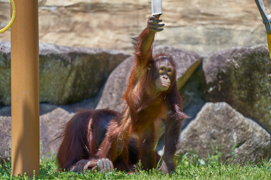 オランウータン Images – Browse 948 Stock Photos, Vectors, and Video | Adobe Stock