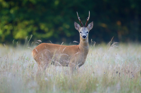 Samiec Bilder – Durchsuchen 1,842 Archivfotos, Vektorgrafiken und ...