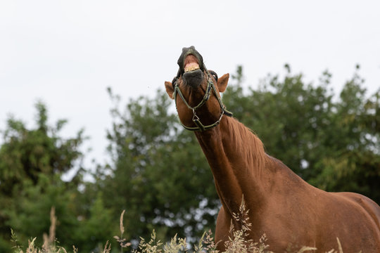 Flemen Imagens – Procure 46 fotos, vetores e vídeos | Adobe Stock