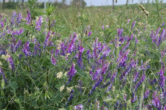 "Vicia Villosa" Images – Browse 435 Stock Photos, Vectors, and Video ...