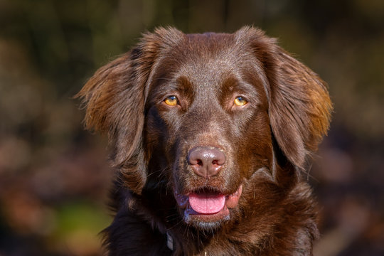 「Labrador-Mischling」の写真素材 | 1,784件の無料イラスト画像 | Adobe Stock