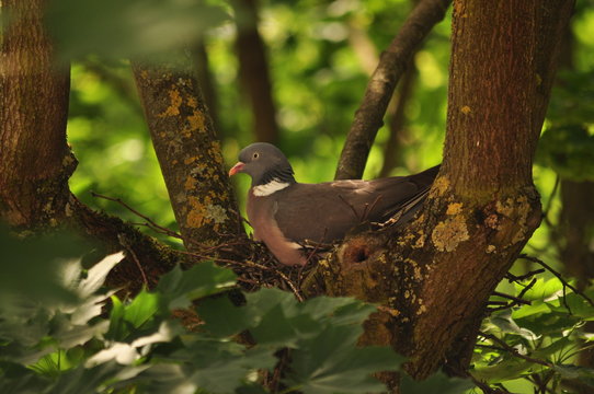 "Pigeon Ramier" Images – Browse 318 Stock Photos, Vectors, and Video ...