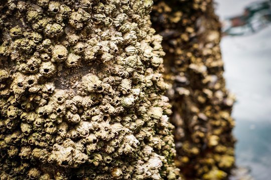 「Barnacles」の写真素材 | 15,496件の無料イラスト画像 | Adobe Stock