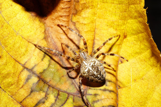 รูปภาพAraneus – เลือกดูภาพถ่ายสต็อก เวกเตอร์ และวิดีโอ9,141 | Adobe Stock