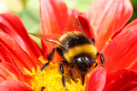 รูปภาพBombus – เลือกดูภาพถ่ายสต็อก เวกเตอร์ และวิดีโอ192,666 | Adobe Stock