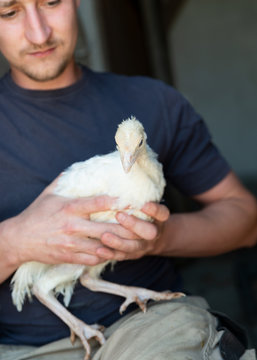 Feden Images – Browse 9 Stock Photos, Vectors, and Video | Adobe Stock