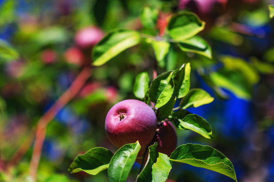 "Orchard Background" Images – Browse 25 Stock Photos, Vectors, and ...