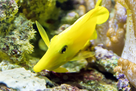 รูปภาพScopas – เลือกดูภาพถ่ายสต็อก เวกเตอร์ และวิดีโอ68 | Adobe Stock