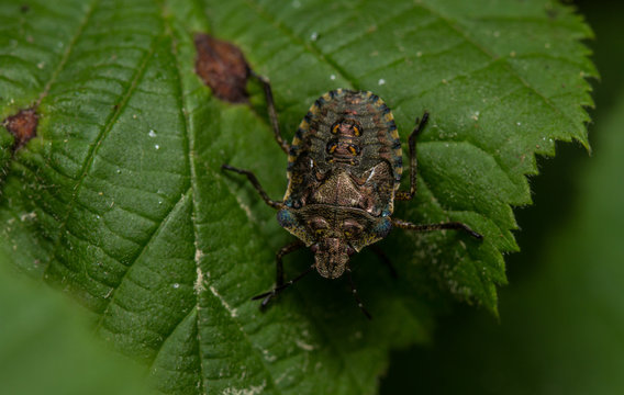 รูปภาพRufipes – เลือกดูภาพถ่ายสต็อก เวกเตอร์ และวิดีโอ739 | Adobe Stock