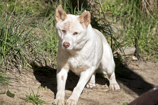 White Dingo Dog