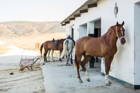 137,503 BEST Stable IMAGES, STOCK PHOTOS & VECTORS | Adobe Stock