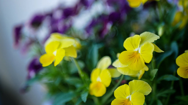 Pensy Images – Browse 49 Stock Photos, Vectors, and Video | Adobe Stock