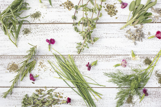 DIE 78 BESTEN BILDER, STOCK-FOTOS UND -VEKTORGRAFIKEN ZU „Mentheae ...