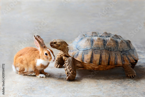 "rabbit and turtle." Stock photo and royalty-free images on Fotolia.com ...